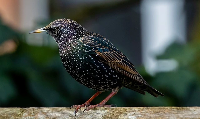 European Starlings: Alaska's Most Invasive Bird | American Pest Management