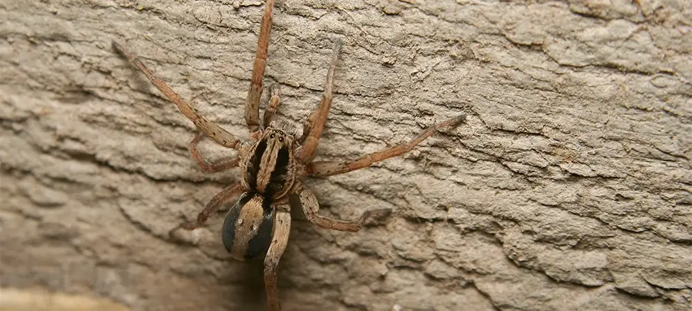 The Most Common Spiders Found in Alaska Homes and How to Handle Them ...